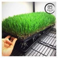 China Extra Strength 1020 Hydroponic Seed Sprouter Tray Durable Wheatgrass and Microgreen Starter Kit for sale