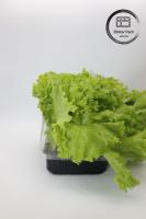 China Custom Artificial Garden Vegetables Fruits Plastic Seedling Tray Durable Display 15 Years Experience for sale