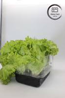 China Custom Artificial Garden Vegetables Fruits Plastic Seedling Tray Durable Display 15 Years Experience for sale