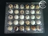 China 12 Slot Plastic Jumbo Quail Egg Carton Tray Extra Large Durable for sale