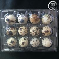 China 12 Slot Plastic Jumbo Quail Egg Carton Tray Extra Large Durable for sale