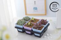 China Multi Size Plastic Seedling Trays 6 12 20 24 40 Cells Durable Reusable for Gardening for sale