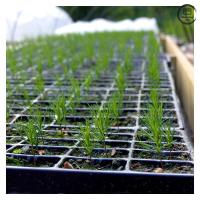 China Durable Plug Seed Trays 28 to 288 Cells for Plant Propagation Nursery Seedling Trays for sale