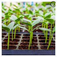 China Durable Plug Seed Trays 28 to 288 Cells for Plant Propagation Nursery Seedling Trays for sale