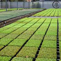 China Black PS 50-Cell Degradable Seedling Tray for Tree Planting Nursery Use for sale