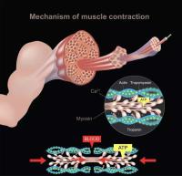 China EMS Circslim Technology Non-invasive Body Shaping for Weight Loss and Muscle Building for sale