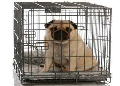 China Dog Kennel Cover Double Door Heavy Duty Dog Cages And Crates Large for sale