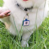 China Wholesale low MOQ Cheap different shape many colors for options silicone blank dog tag name ID tag for sale