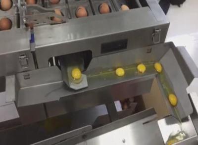 China Automatic Egg Breaker and Yolk Separator Machine 1200 Eggs per Hour Industrial Food Processing for sale
