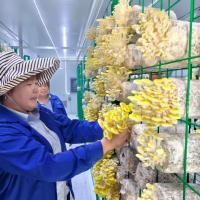 China Sustainable Mushroom Container For Rural And Urban Outskirts Farming Practices for sale