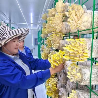 China Sustainable Mushroom Container For Rural And Urban Outskirts Farming Practices for sale