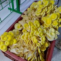 China Versatile Mushroom Cultivation For Efficiently Handling Large Quantities for sale