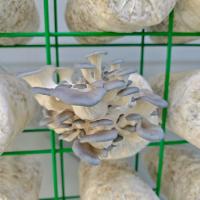 China Efficient Resource Utilization High Productivity Mushroom Cultivation Container for sale