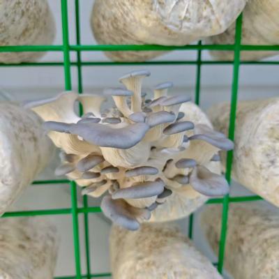China Efficient Resource Utilization High Productivity Mushroom Cultivation Container for sale