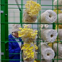 China Precise Environmental Control Mushroom Cultivation Container for sale