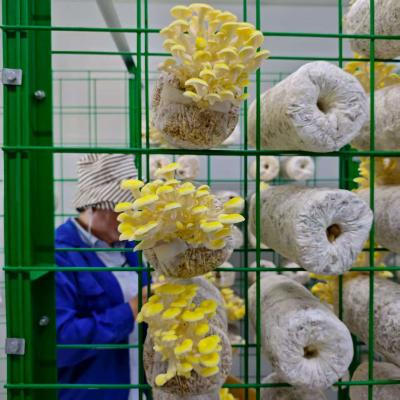 China Precise Environmental Control Mushroom Cultivation Container for sale