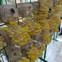 China Year Round Mushroom Cultivation Container Enhancing Mushroom Production for sale