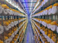 China Commercial Mushroom Container Farm with 5000-Bag Capacity for sale