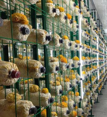 China 5000-Bag Mushroom Container Farm with Climate Control for sale