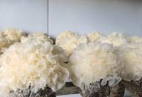 China PU Panel Mushroom Growing Chamber 5000 Bags Capacity for sale