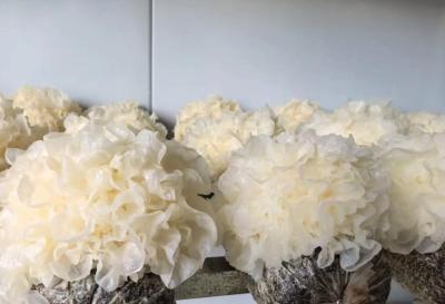 China PU Panel Mushroom Growing Chamber 5000 Bags Capacity for sale
