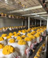 China Intelligent Mushroom Container Farm with 5000 Bag Capacity for sale