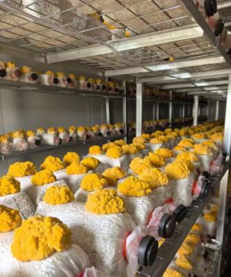 China Intelligent Mushroom Container Farm with 5000 Bag Capacity for sale