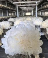 China 5000-Capacity Mushroom Container Farm with Climate Control for sale