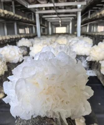 China 5000-Capacity Mushroom Container Farm with Climate Control for sale