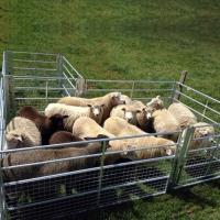 China 3mm Galvanised Sheeting Galvanized Livestock Fence Panels Protect Goat Sheep for sale