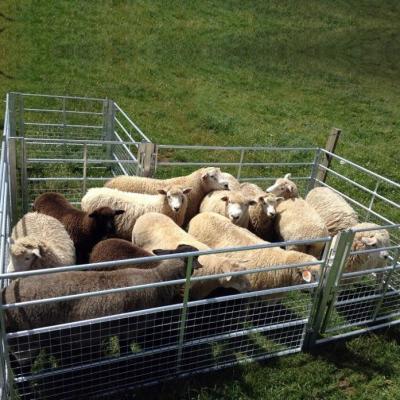 China 3mm Galvanised Sheeting Galvanized Livestock Fence Panels Protect Goat Sheep for sale
