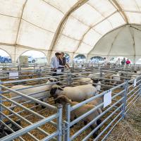 China Length 2.1m Heavy Duty Sheep Livestock Panels Round Tube Square Tube Oval Tube for sale