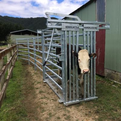 China 32mm Frame Stability Cattle Crushes Cattle Farm Equipment Easy To Clean for sale