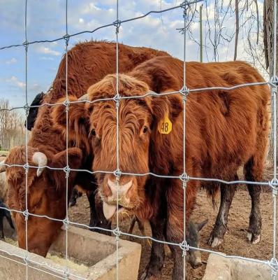 China 1.2m Width Galvanized Cattle Fence Farm Easy To Install Hinge Joint Fencing for sale