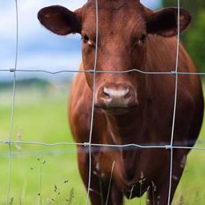 China Height 900mm Hinge Joint Fence Zinc Coated For Farm Fence for sale