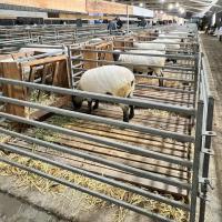 China 40x40mm Livestock Sheep Panel Fence Protective Sheep Goat Panels for sale