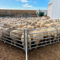 China Vertical Pipe 50x50x2.0mm Farming Livestock Pens Welding Durable sheep fencing panels for sale