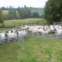 China Vertical Pipe 50x50x2.0mm Farming Livestock Pens Welding Durable sheep fencing panels for sale