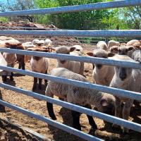 China Livestock Sheep Panel Fence Sheep Pen Panel Sheep Yard Panels for sale
