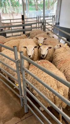 China High Quality Galvanized Sheep Panels Sheep Fence Panels Waterproof Heavy Duty Rural Fencing for sale