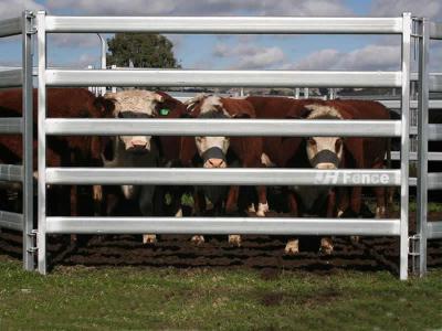 China Portable Lightweight Livestock Panel Fence Designed to Easily Assemble and Relocate for Flexible Animal Containment for sale