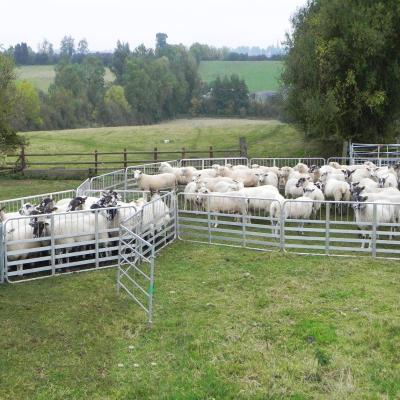 China Heavy Duty Galvanized Steel Wire Mesh Sheep Livestock Fence Designed to Provide Long Lasting Protection for Farm Animals for sale