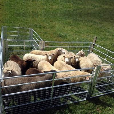 China Galvanized Mesh Sheep Enclosure Fence Ensuring Long Lasting Protection and Minimal Maintenance for Livestock Containment for sale
