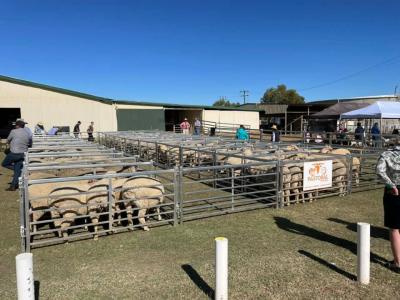 China Galvanized Wire Mesh Sheep Pen Fence Providing Strong Protection and Long Lasting Durability for Agricultural for sale