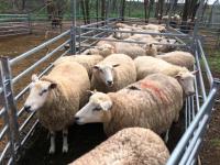 China Galvanized Steel Wire Mesh Sheep Livestock Fence Durable Heavy Duty Construction for Animal Containment and Farm Security for sale