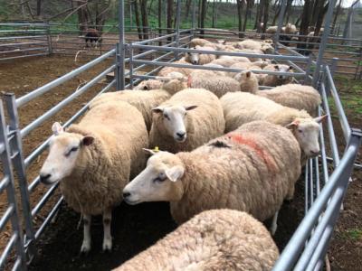 China Galvanized Steel Wire Mesh Sheep Livestock Fence Durable Heavy Duty Construction for Animal Containment and Farm Security for sale