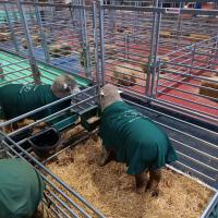 China Weather Resistant Sheep Fence Panel Constructed from Galvanized Steel Suitable for Farm Security and Livestock Management for sale