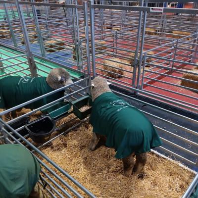 China Weather Resistant Sheep Fence Panel Constructed from Galvanized Steel Suitable for Farm Security and Livestock Management for sale