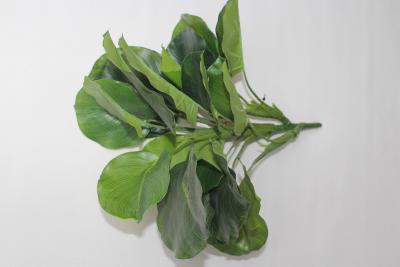 China Natural Leaves for Industrial Applications - 5-15 cm Size Range with 8-12% Moisture Content for sale
