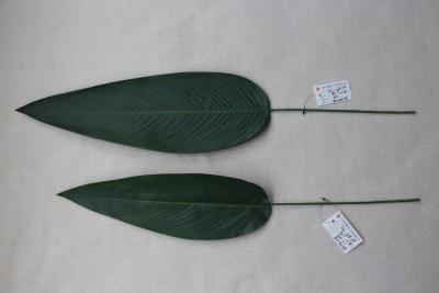 China Natural Leaves for Industrial Applications - Multiple Sizes Available from 5cm to 30cm for sale